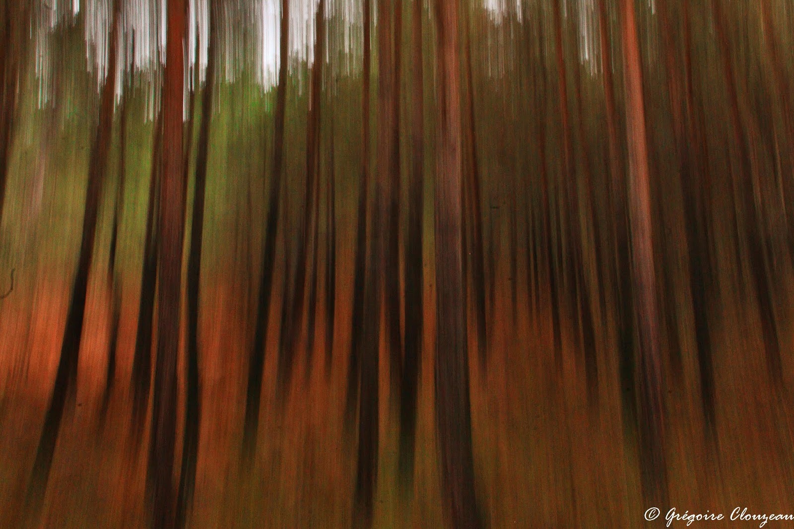 Droites forestières, la forêt symbolique ~ FontaineBleau Passion