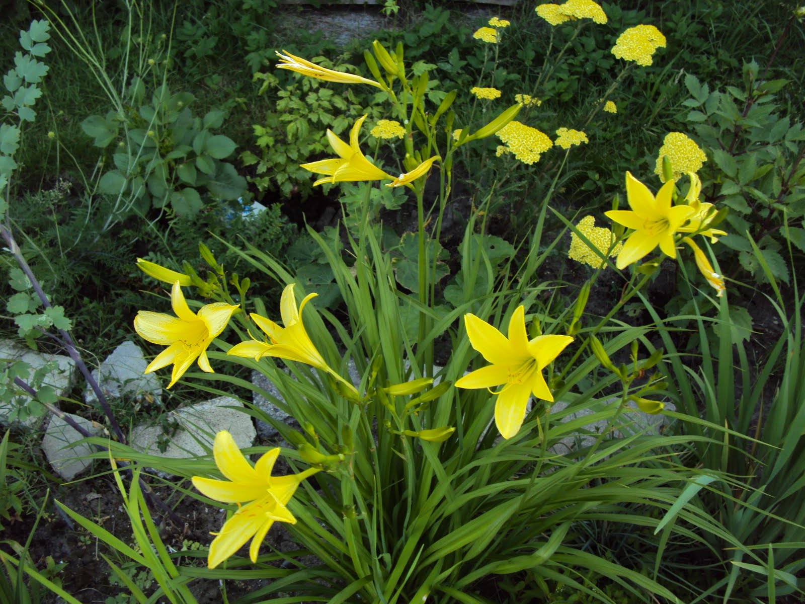 Irishaven: Flere dagliljer