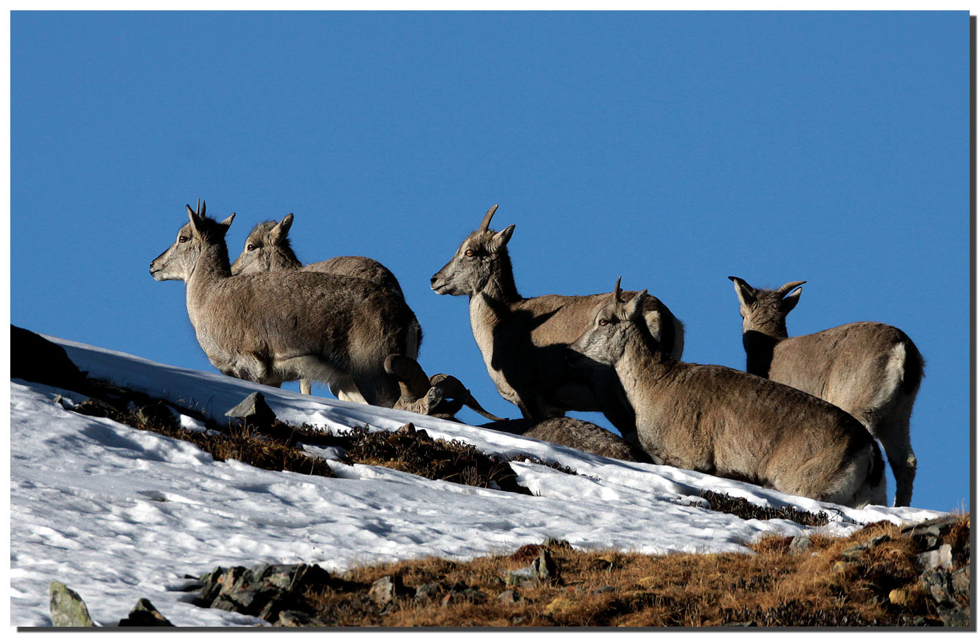 Bhutan Land Of The Thunder Dragon: Blue Sheep at Gonzola, Haa