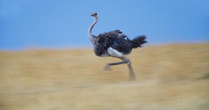 How Fast Does an Ostrich run - Amazing facts about Ostrich and Images