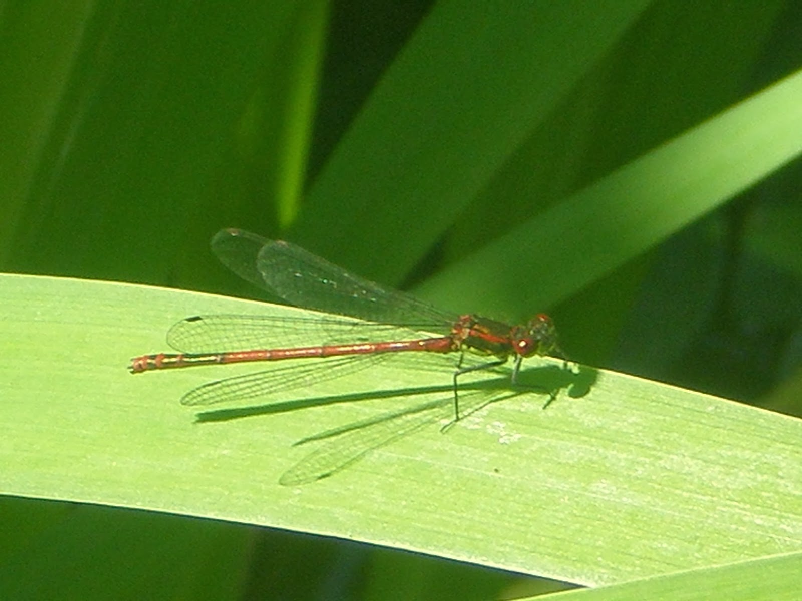 L'art et la nature sous toutes leurs formes: La libellule