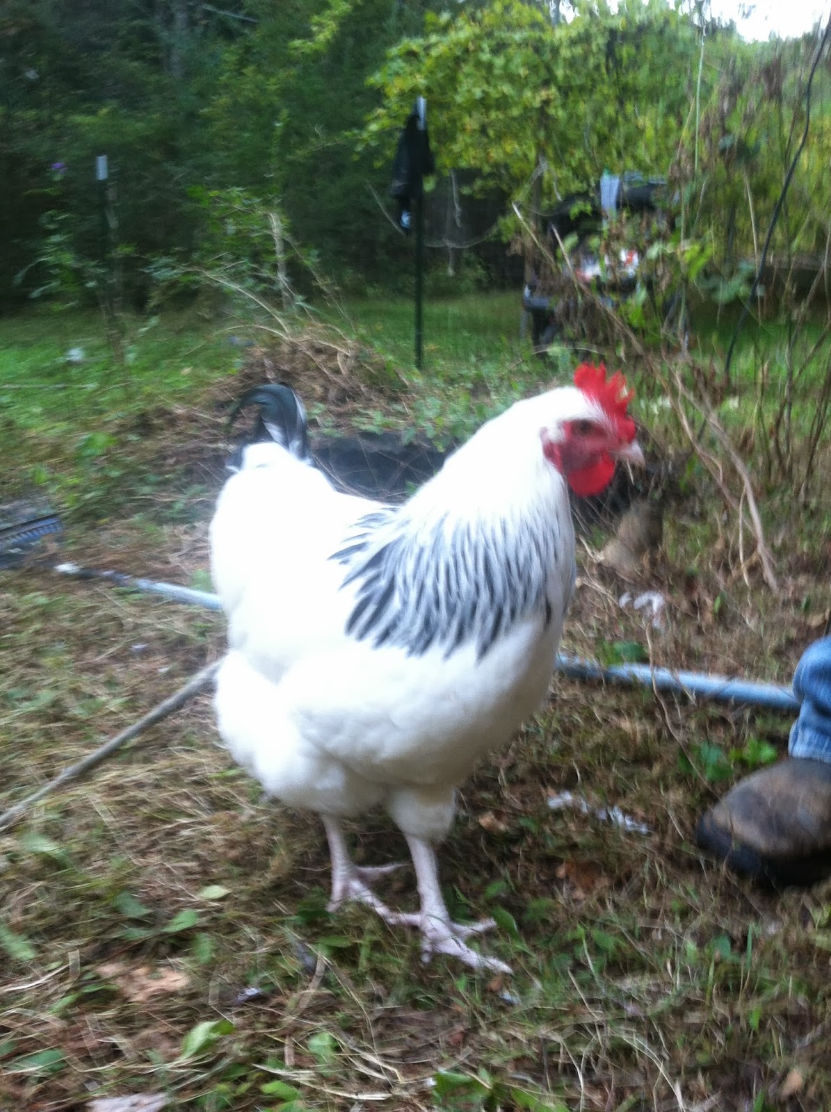 3 Kids and a Chicken: The Pros and Cons of Roosters