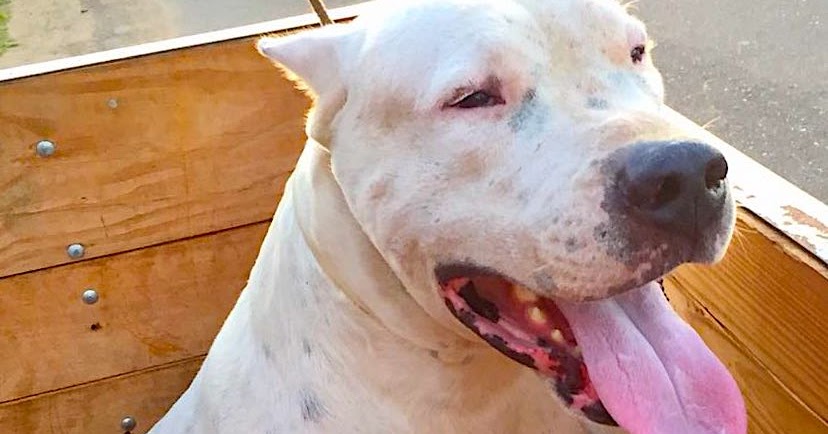 BRAVURA DEL AYAR: DOGO ARGENTINO - TRAÇOS DOMINANTES E RECESSIVOS NO ...