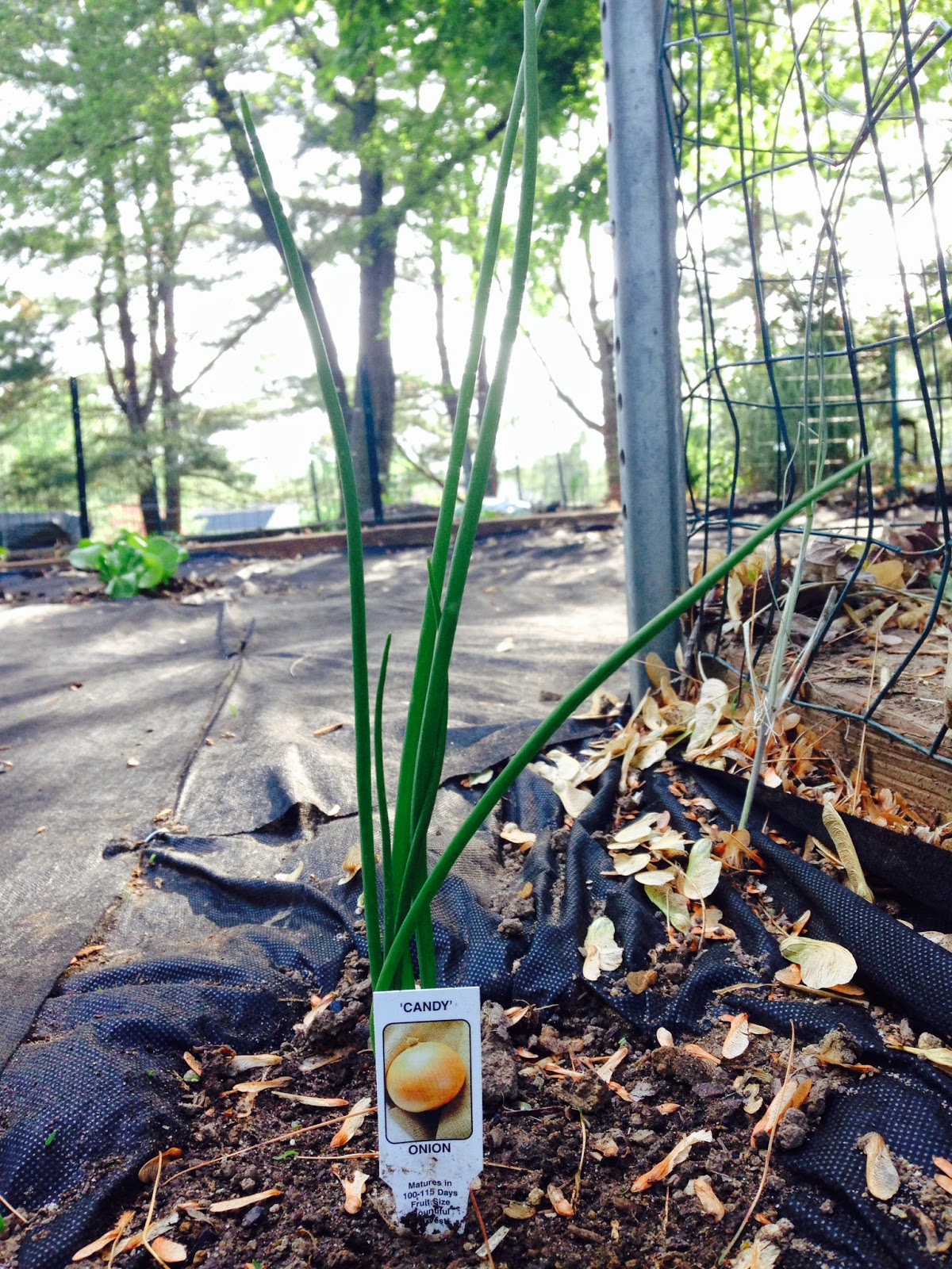 Grow's Garden: Candy Onion