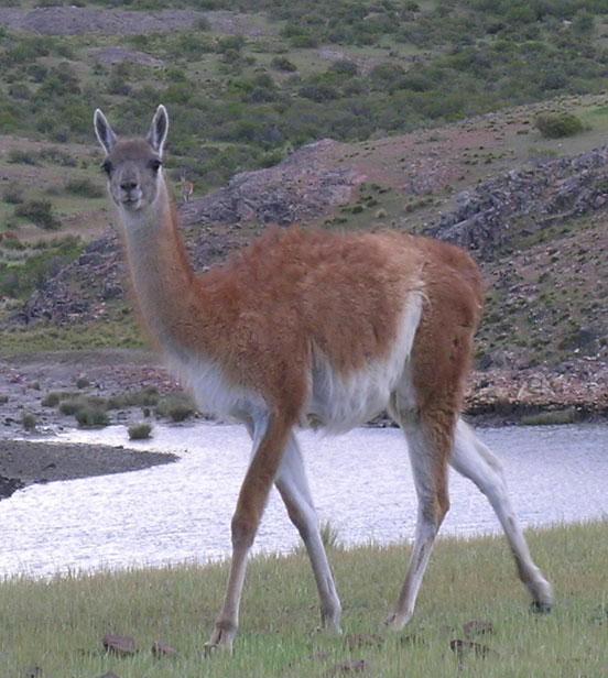 El Guanaco Volador