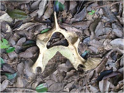 THE JUNGLE GRAPEVINE: Updates from the Field - Sri Lanka Wildlife ...