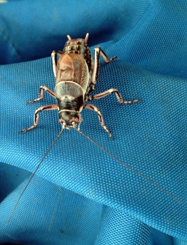 Cascade Natural History: Hump-Winged Great Grig (Cyphoderris monstrosa: Prophalangopsidae ...