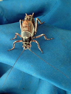 Cascade Natural History: Hump-Winged Great Grig (Cyphoderris monstrosa ...