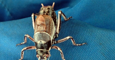 Cascade Natural History: Hump-Winged Great Grig (Cyphoderris monstrosa ...