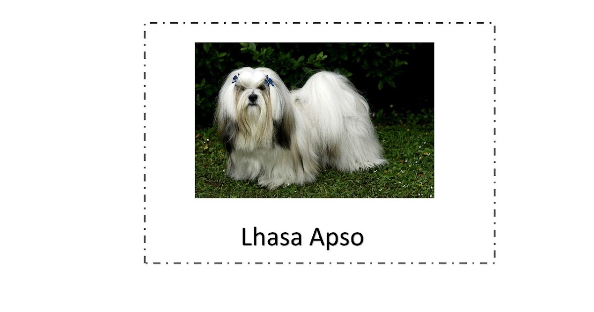 Característica dos Cães da raça Lhasa Apso | Conheça as principais ...