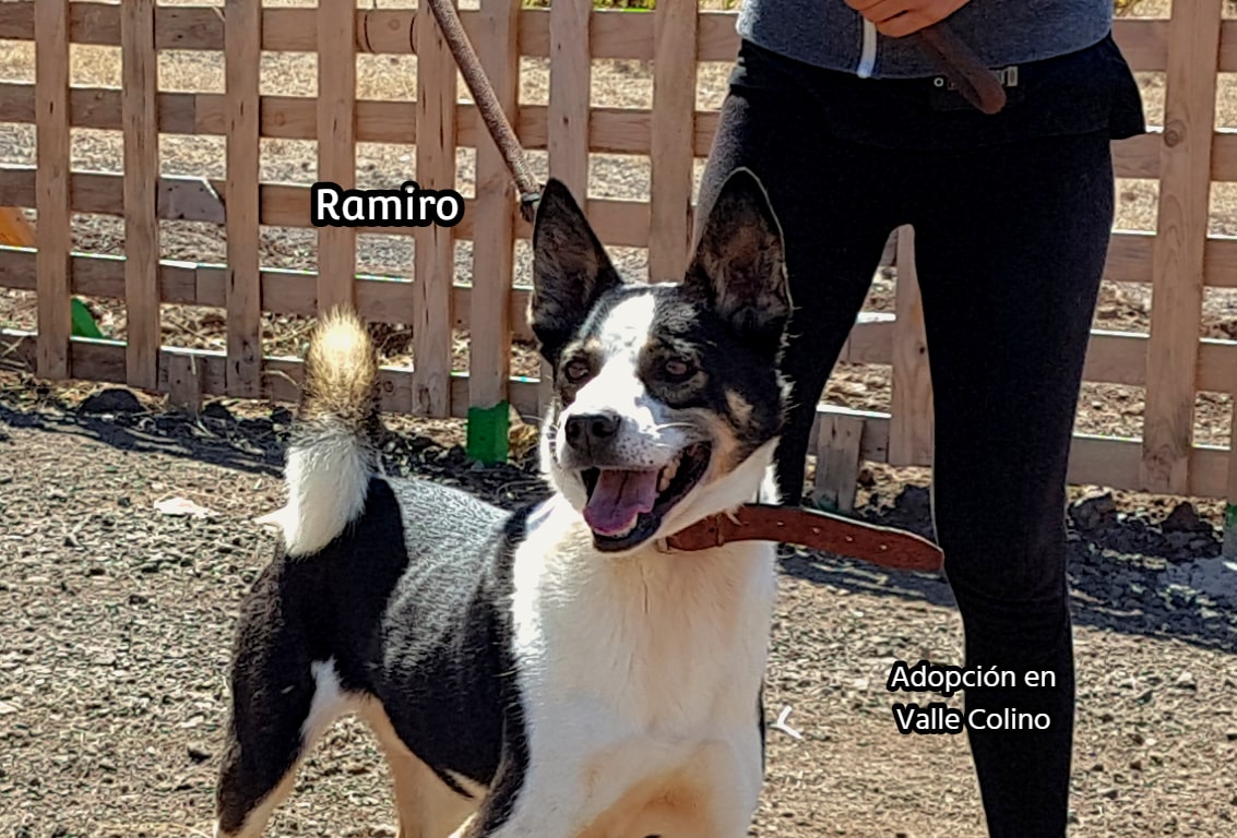 Valle Colino: Perros grandes en adopción - RAMIRO