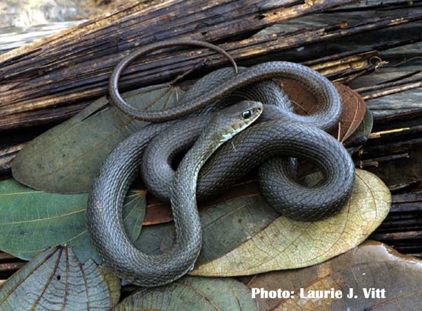 Reptossaurus: SERPENTES da CAATINGA