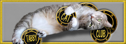 Goodness Gracie: TABBY CAT CLUB