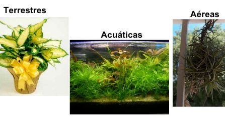 Botánica Básica : Plantas Según su Hábitat