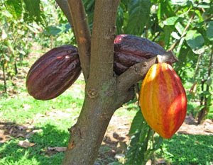 Harga Kopi Luwak di Jakarta: Asal Usul Dan Sejarah Tanaman Kakao