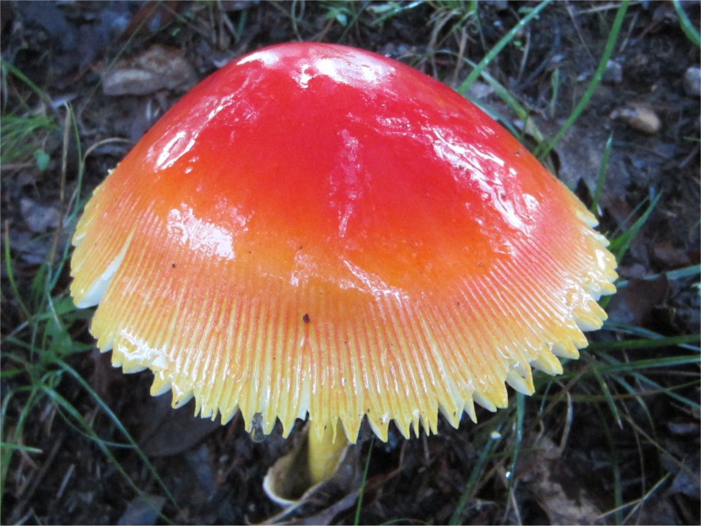 Cowspotdog: Toadstool Thursday