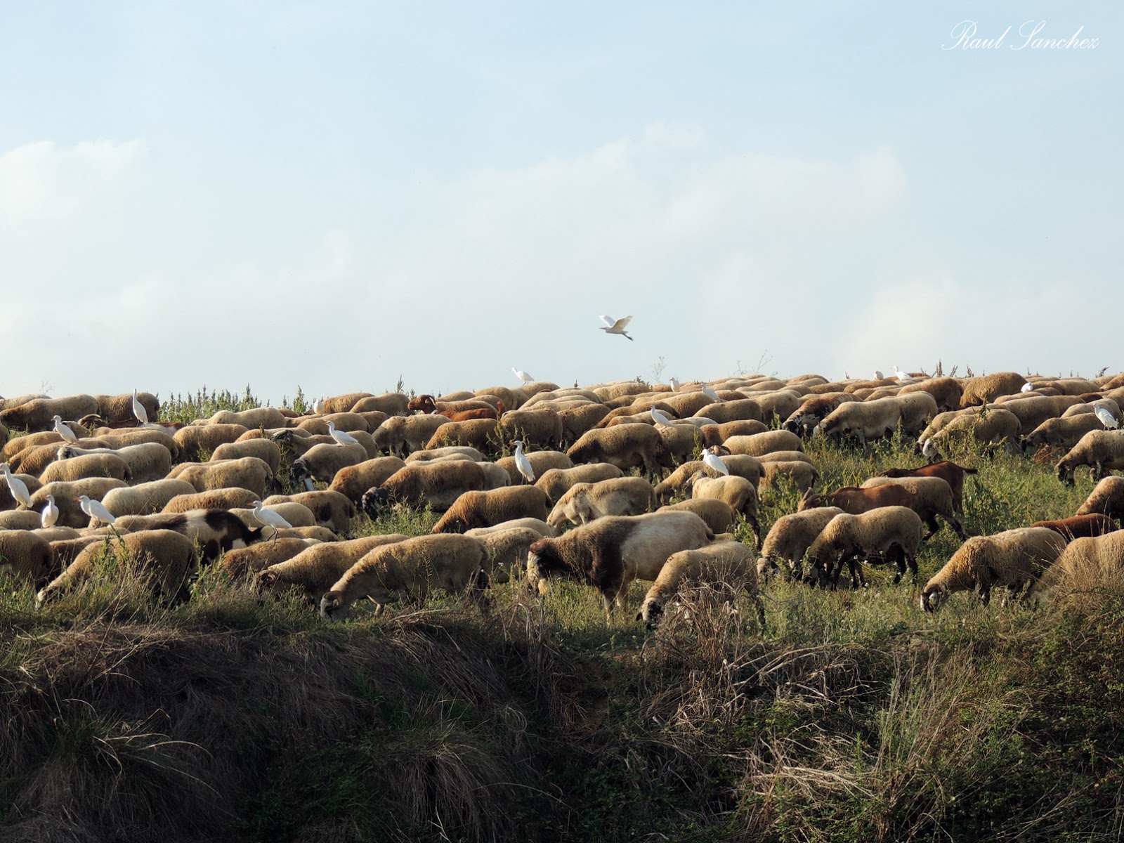 Naturaleza Viva : Ovejas pastando
