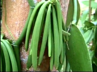 afandy's_blog: Budidaya Panili ( Vanilli )