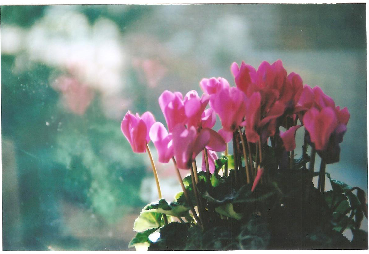 Lotte Simons Photography