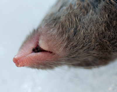 The Useless Creatures: An Insectivore