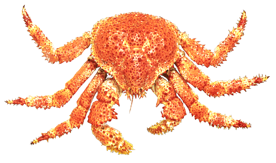 Artes de Pesca: CRUSTÁCEOS MARINOS