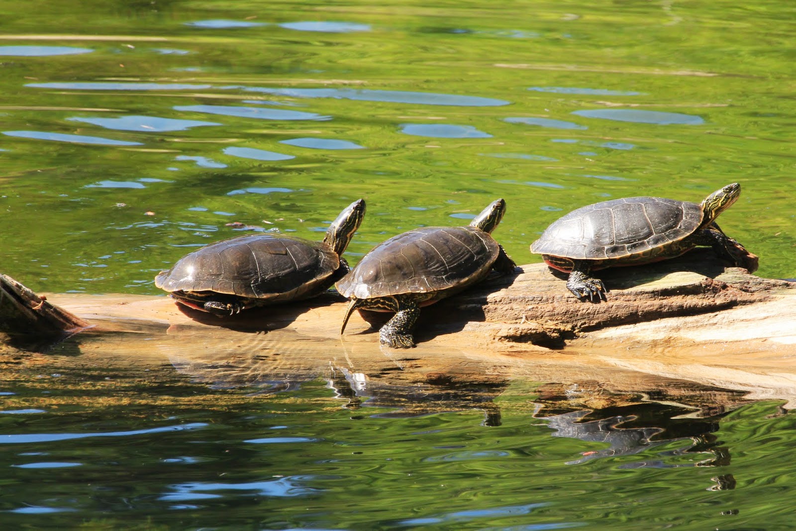 Family Adventures in the Canadian Rockies: Our 5 Favourite Campgrounds ...