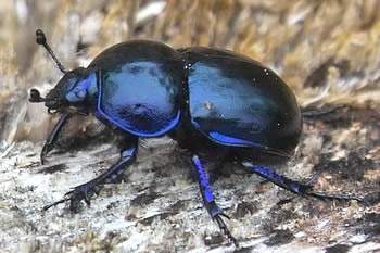 KLUIFJES: WAAROM LIGGEN MESTKEVERS OP HUN RUG?