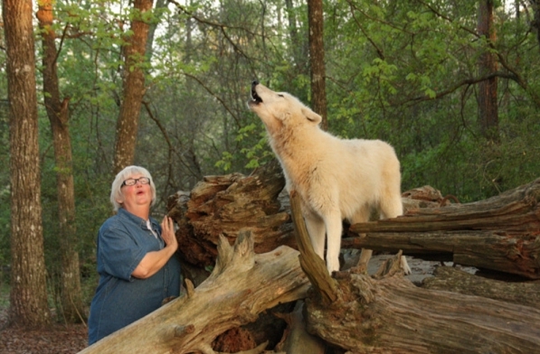 White Wolf : Awesome Pictures of Wolf Human Interaction at Seacrest ...