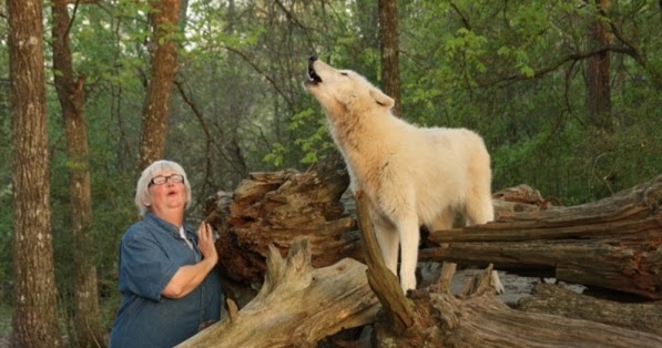 White Wolf : Awesome Pictures of Wolf Human Interaction at Seacrest ...