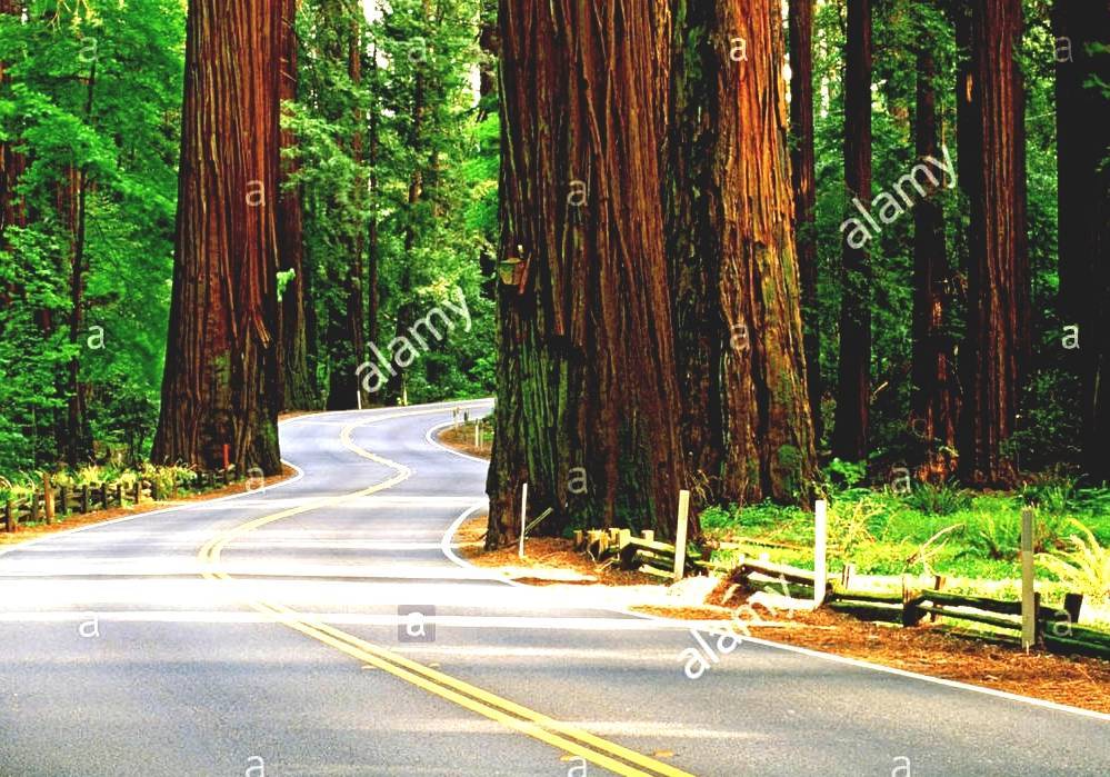 Redwood Highway - Redwood Highway California
