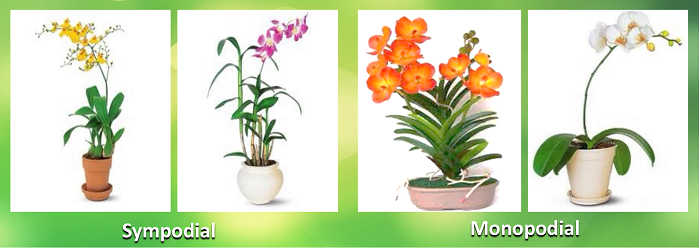 ANGGERIK MAMA : SIMPODIUM DAN MONOPODIUM