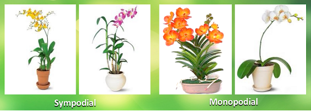 ANGGERIK MAMA : SIMPODIUM DAN MONOPODIUM