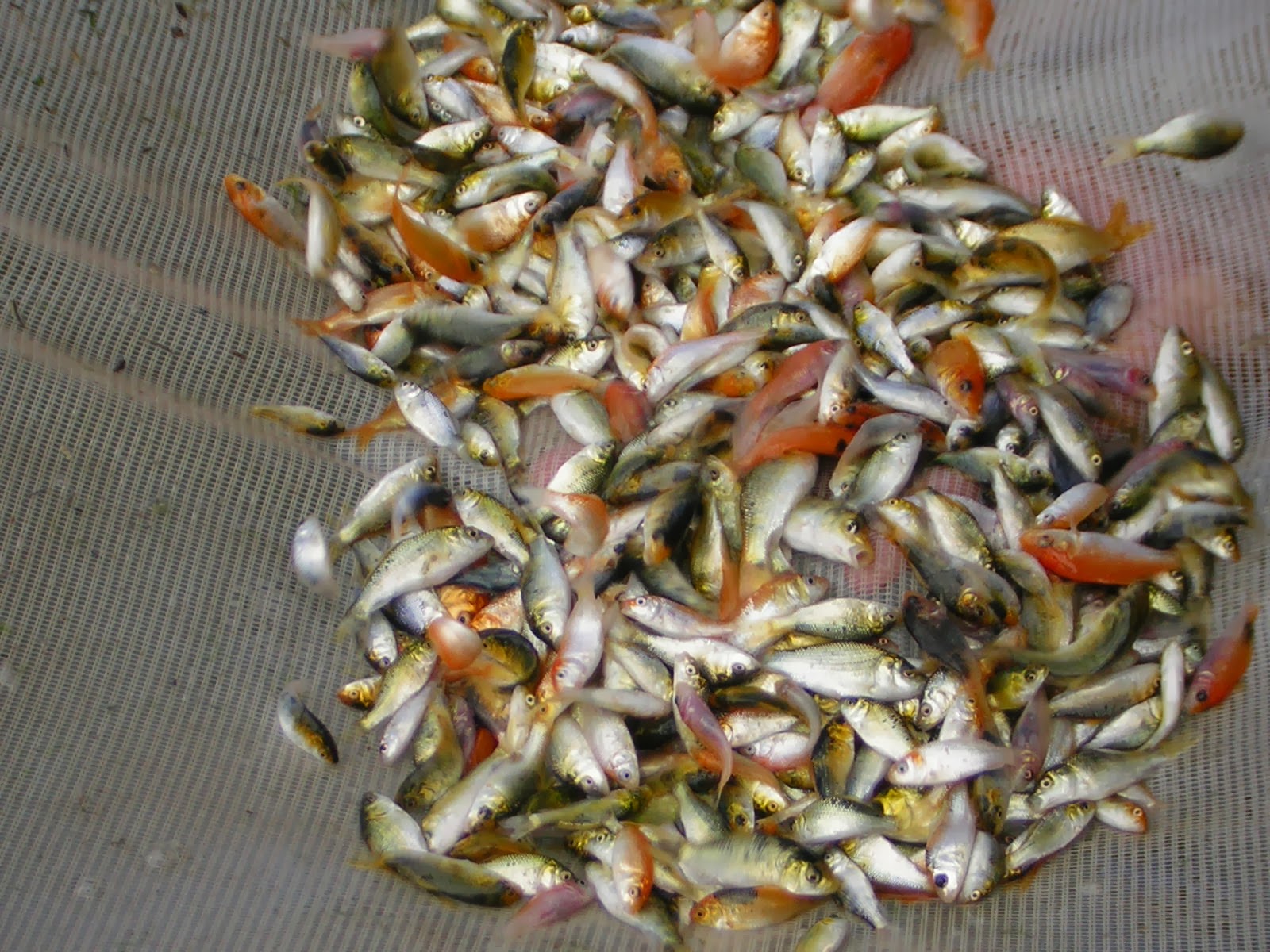 Jayalah Perikanan dan Kelautan Indonesia: Budidaya Ikan Karper