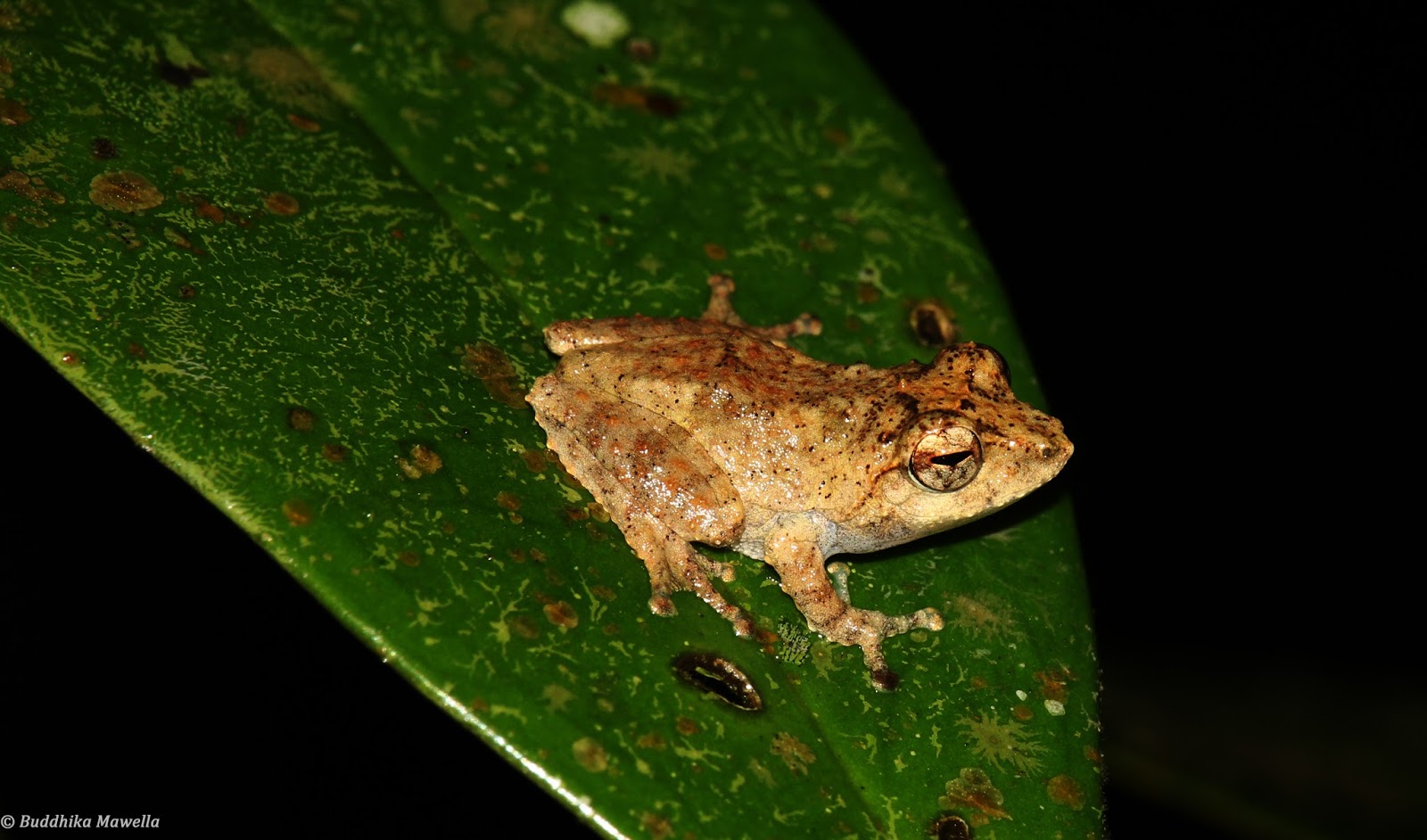 Lanka Nature Summary: Mittermeier's shrub frog (Pseudophilautus ...