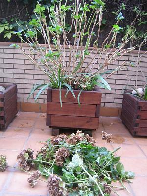 Blog de Dorisalon: PODA DE LA HORTENSIA