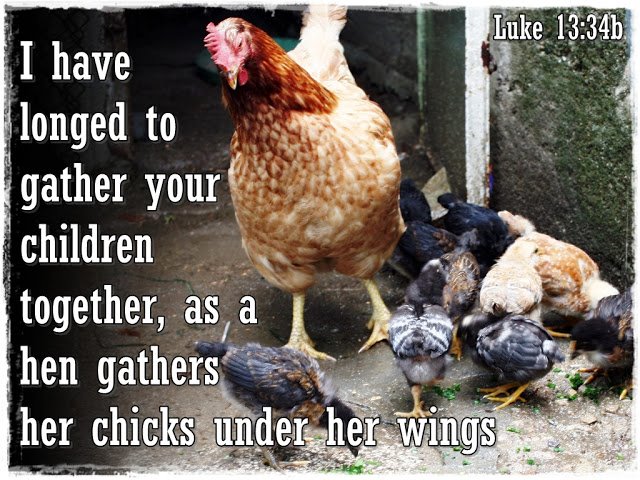 As a hen gathers her chicks