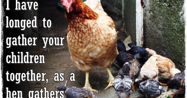 As a hen gathers her chicks