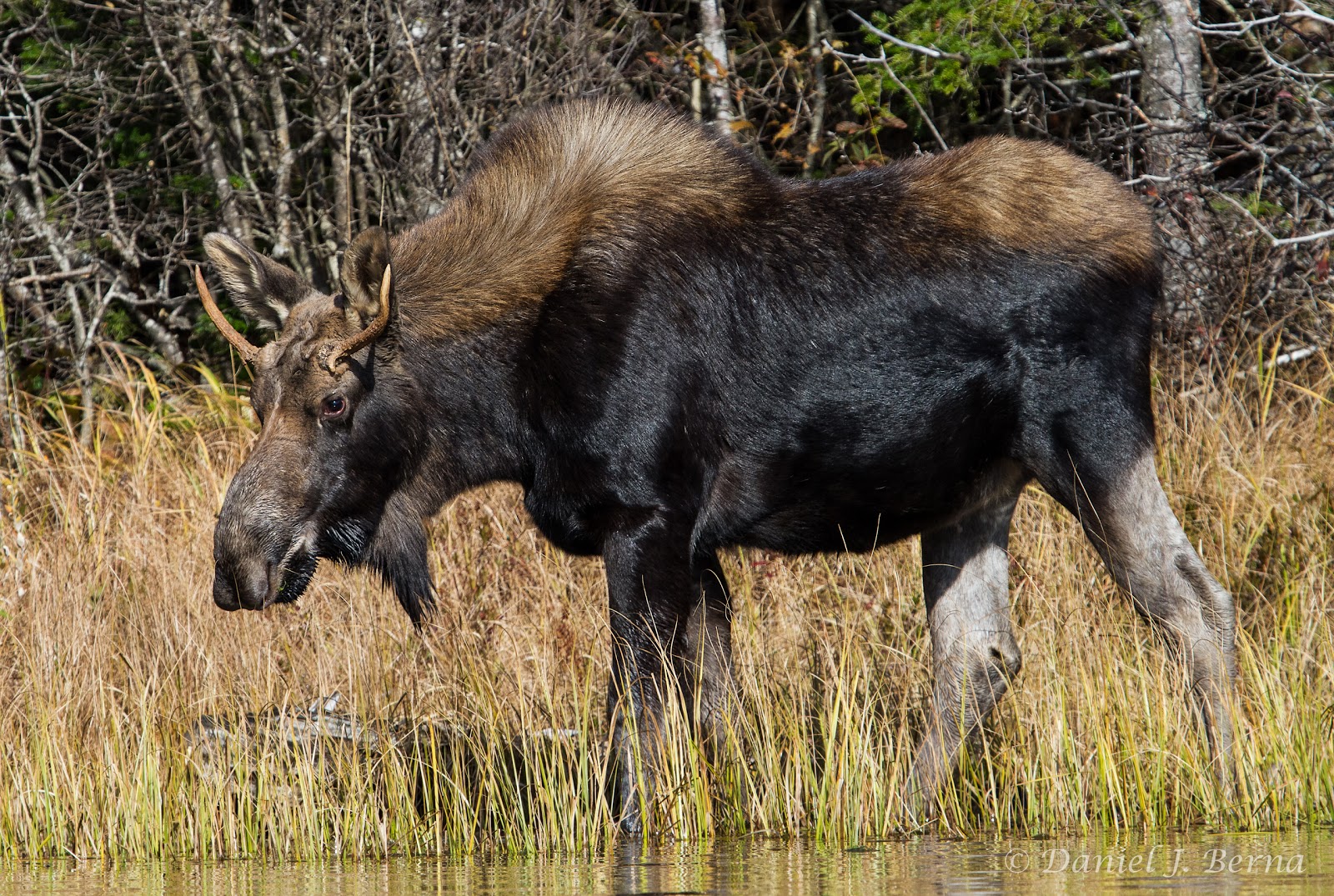 Daniel Berna Photography: Moose