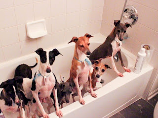 Rabbi Arthur Segal: PEREK SHIRA :GREYHOUND: RABBI ARTHUR SEGAL ...