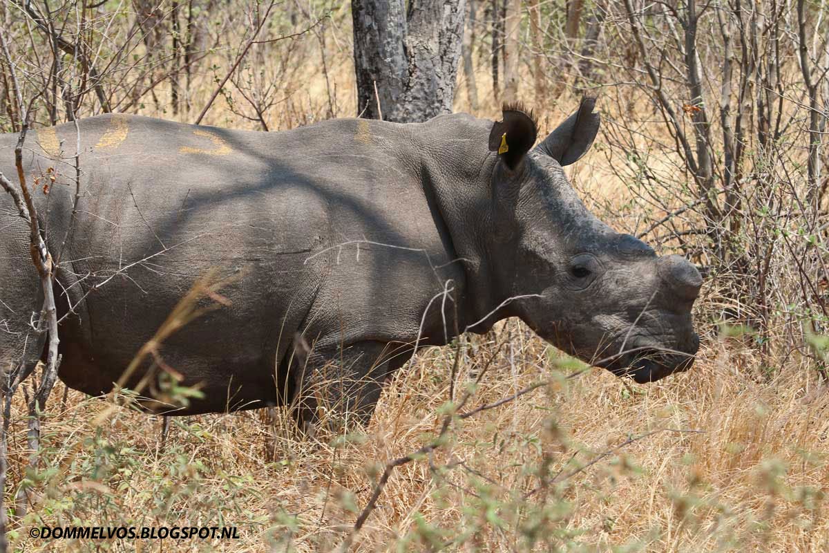DOMMELVOS NATUURFOTOGRAFIE: Witte neushoorn