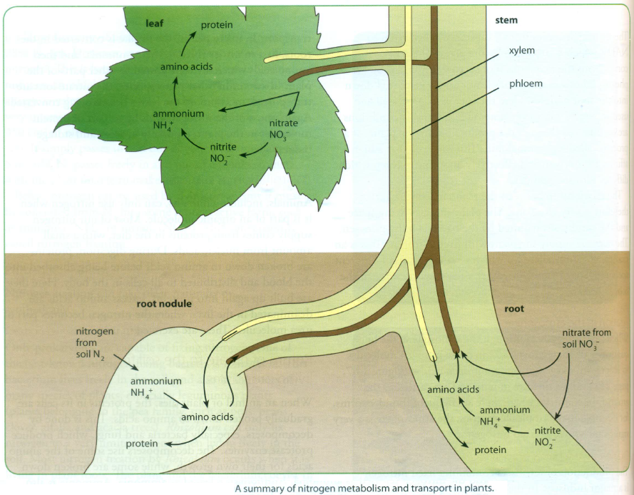 # 66 The nitrogen cycle | Biology Notes for A level