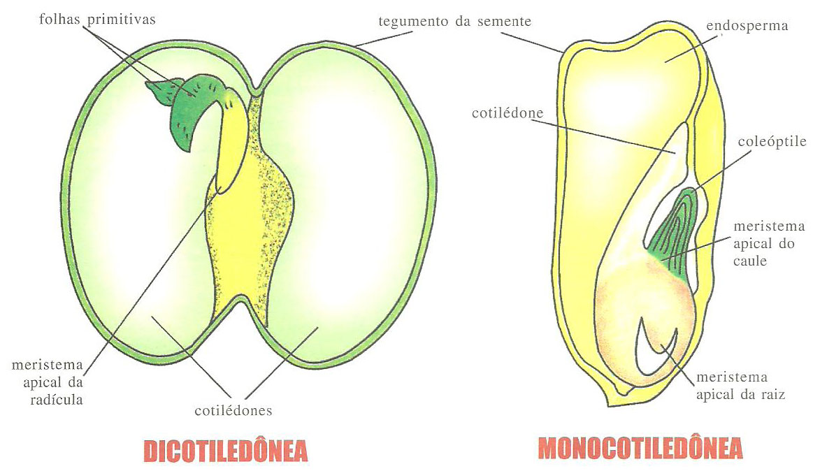 Espaço Ciências: ANGIOSPERMAS - 7º ano