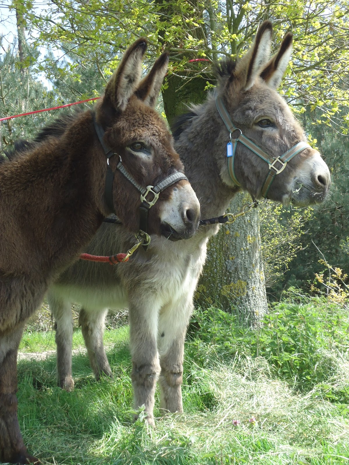 Op stap met een ezel: Ezel-3-daagse : zwerfdagje