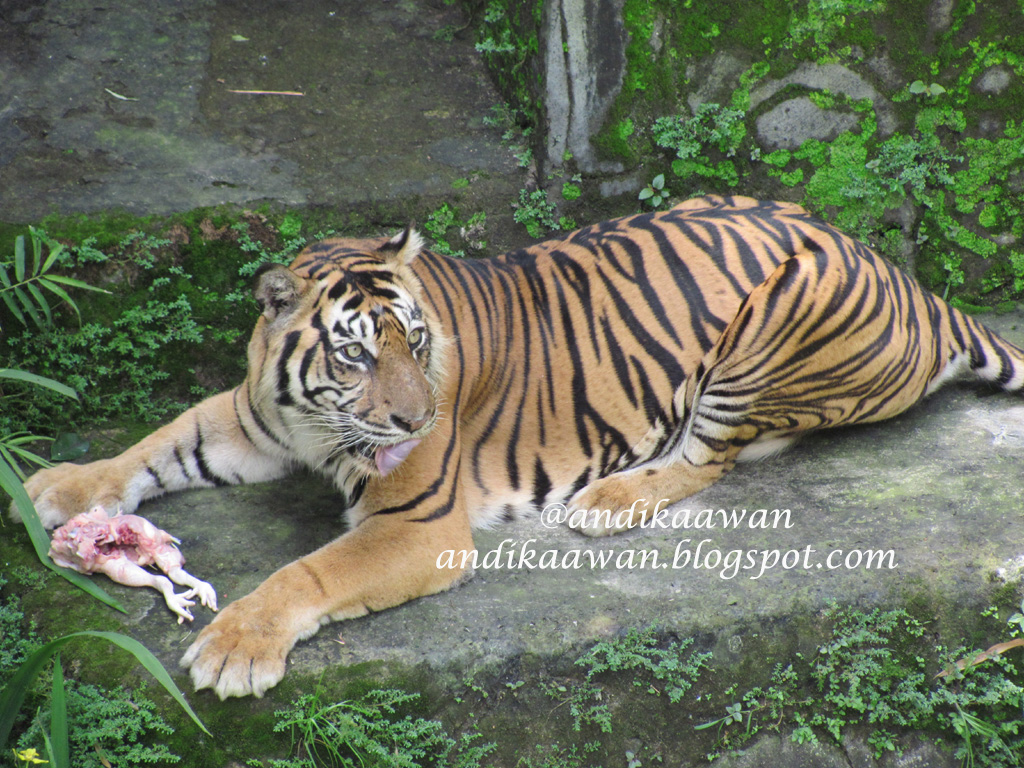 hewan-terlangka2016: kebun binatang di jawa tengah Images