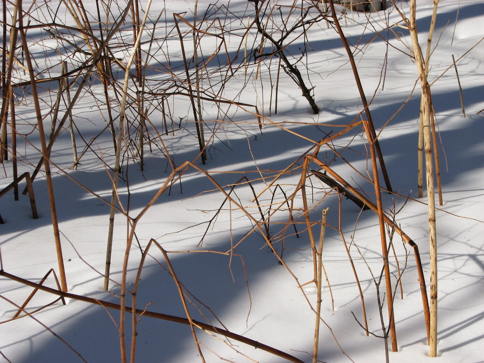 Woodside Natural Area, nature trails-WVPD. (Photos). In search of the ...