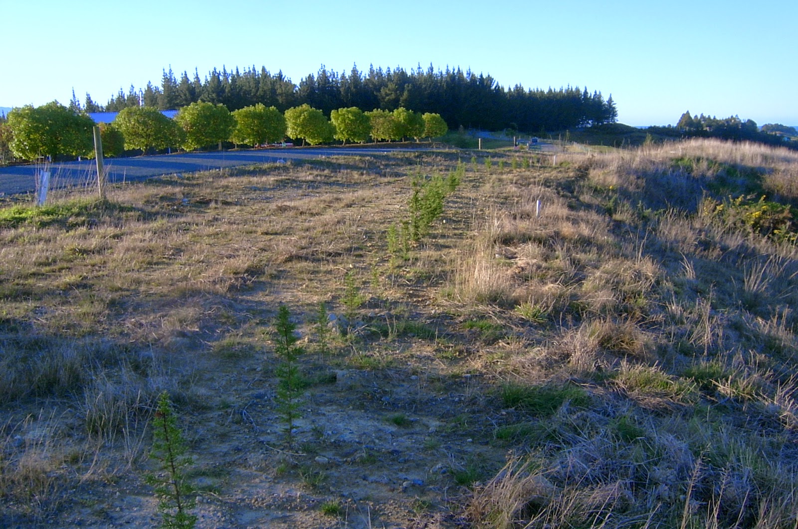 44 Harley Ridge, Tasman, NZ : 2013 Autumn :Macrocarpa hedge planting ...