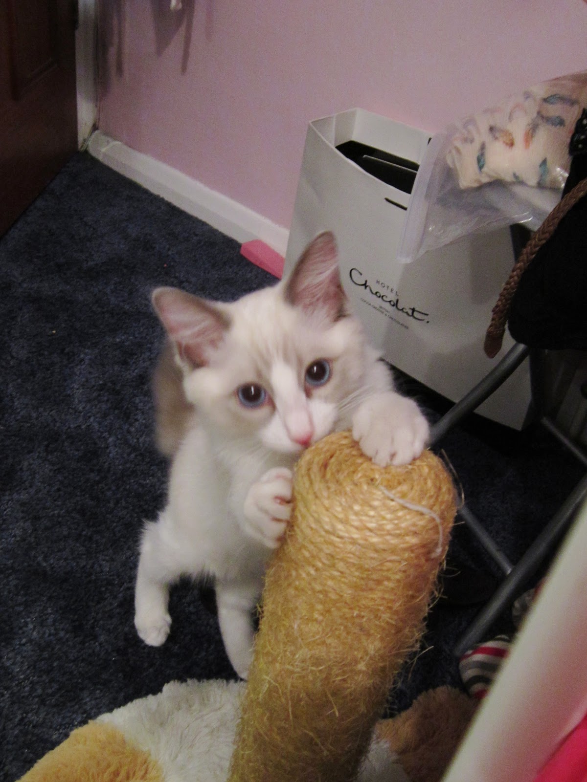 My Ragdoll Kitten, Merlin ♥ - Victoria's Vintage Blog | Milton Keynes ...