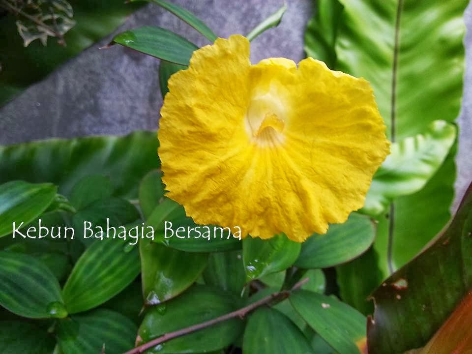 Kebun Bahagia Bersama: Bunga Warna Kuning