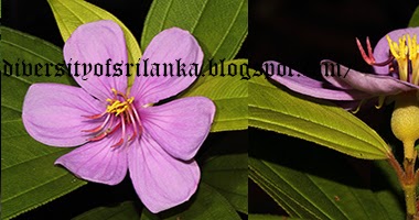 Biodiversity of Sri Lanka: බෝවිටියා/කටකළුවා/මහා බෝවිටියා[Bovitiya ...