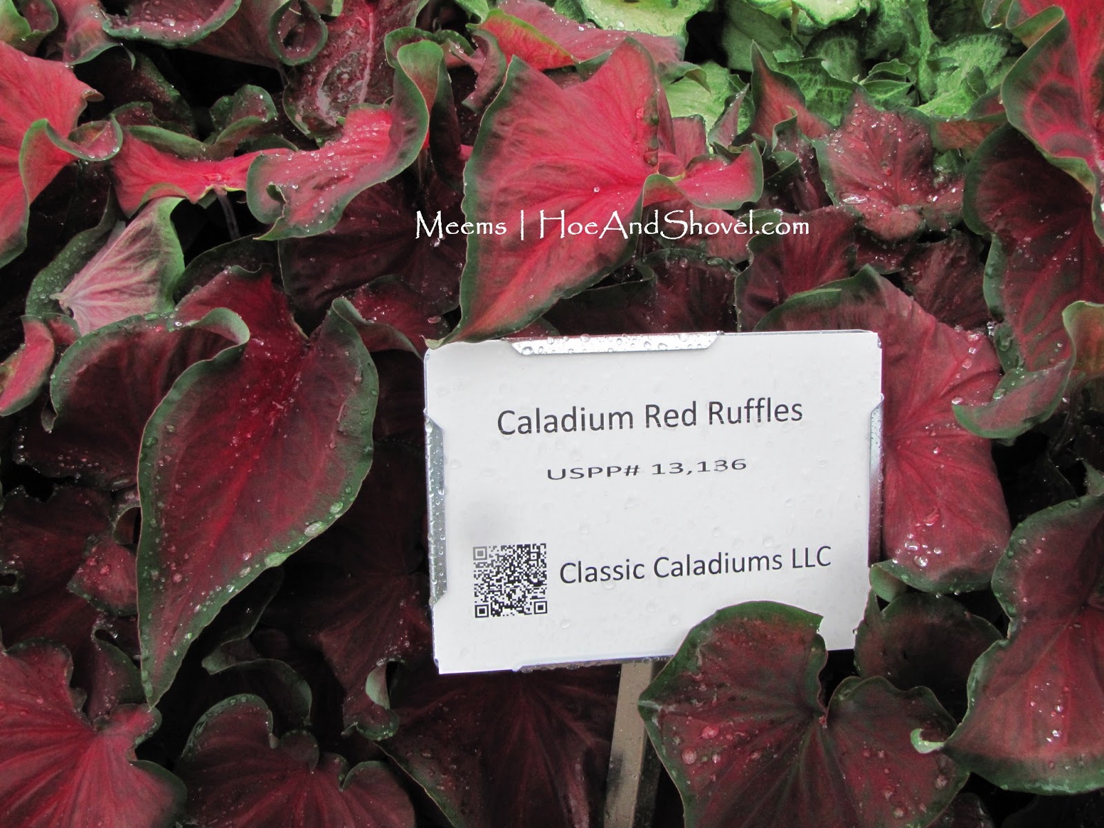Florida Red Ruffles Caladium